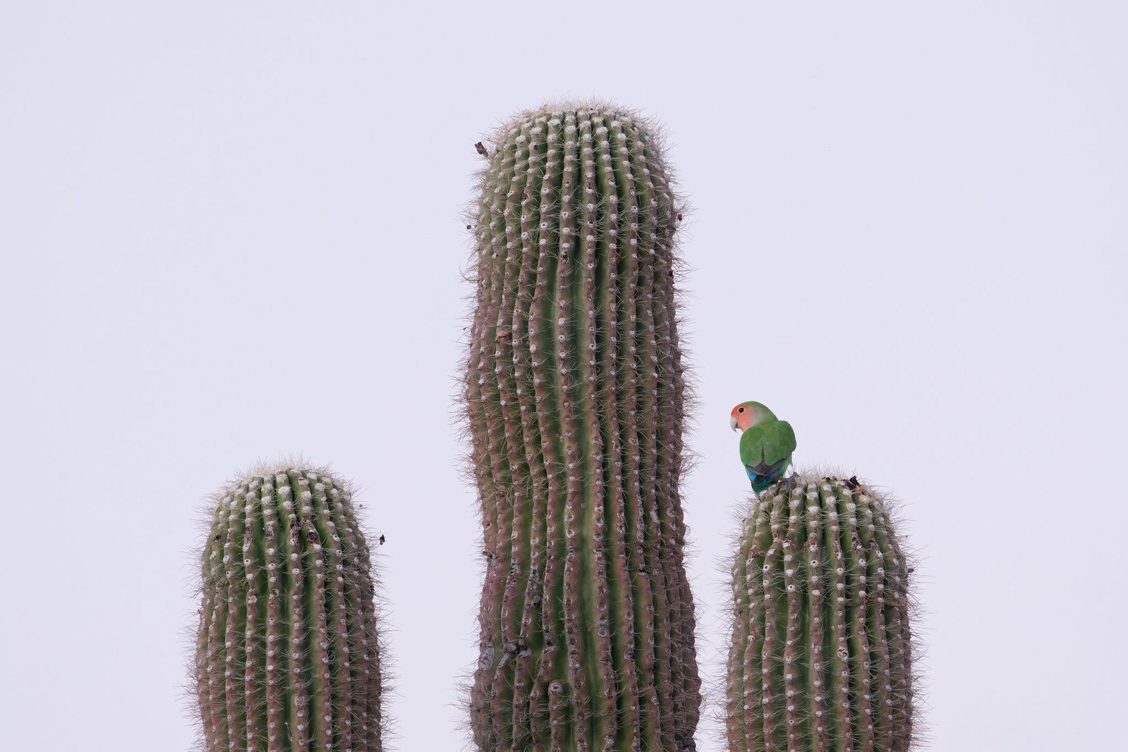 Parrots in The Americas - Culture, Species, Significance - Parrot Junkie