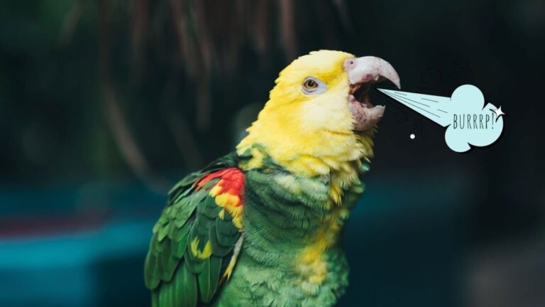 Do Birds Fart or Burp? What's That Stink? - Parrot Junkie