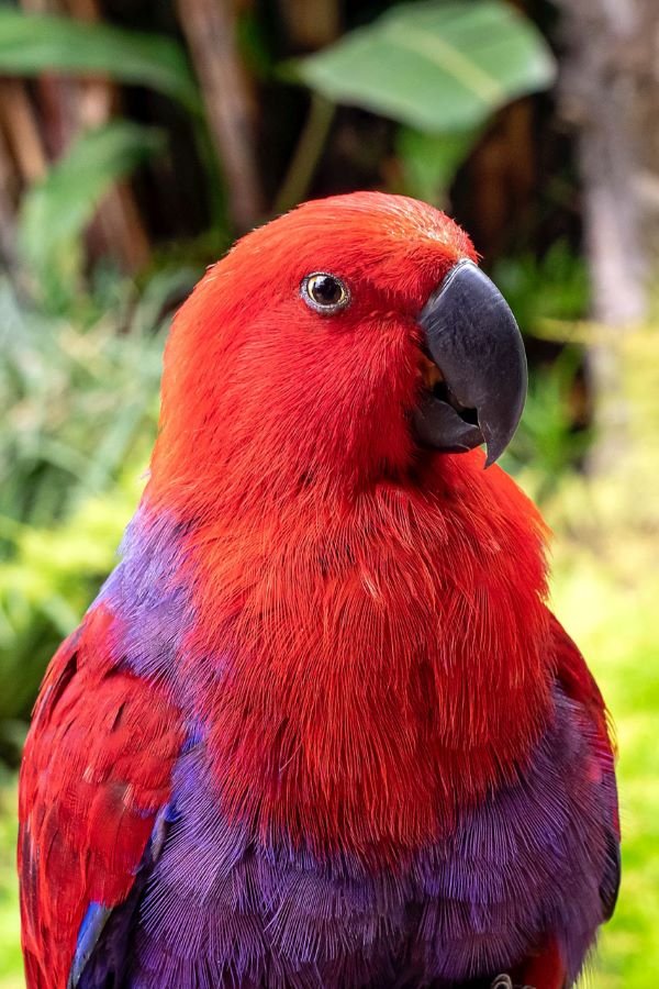 Why Parrots Talk And How To Teach Them - Parrot Junkie