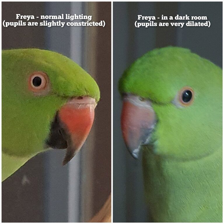 Parrot Eyes Anatomy: All You Need To Know (With Pictures!) - Parrot Junkie