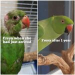 Parrot Eyes Anatomy: All You Need To Know (With Pictures!) - Parrot Junkie