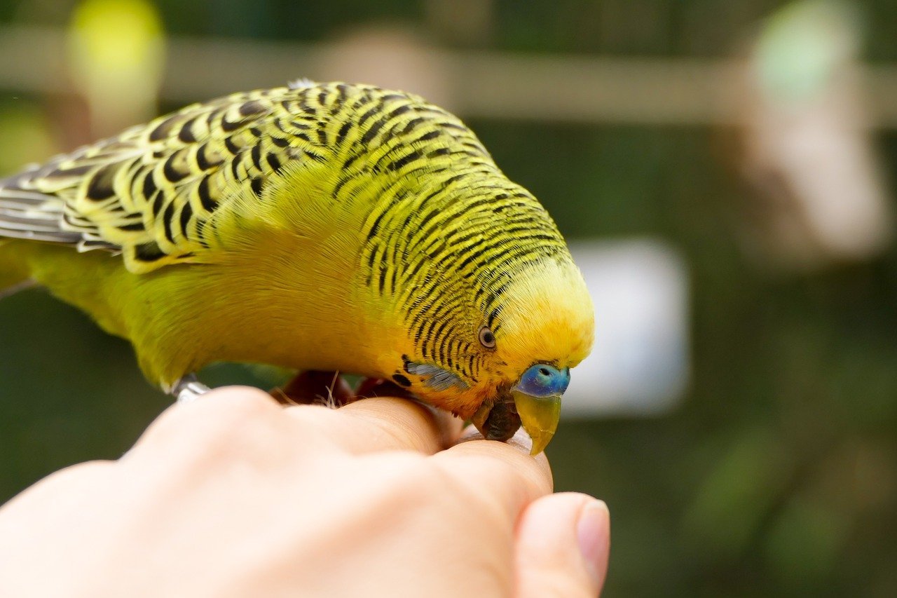 Why Does My Parrot Bite Me (And How To Avoid It)? - Parrot Junkie