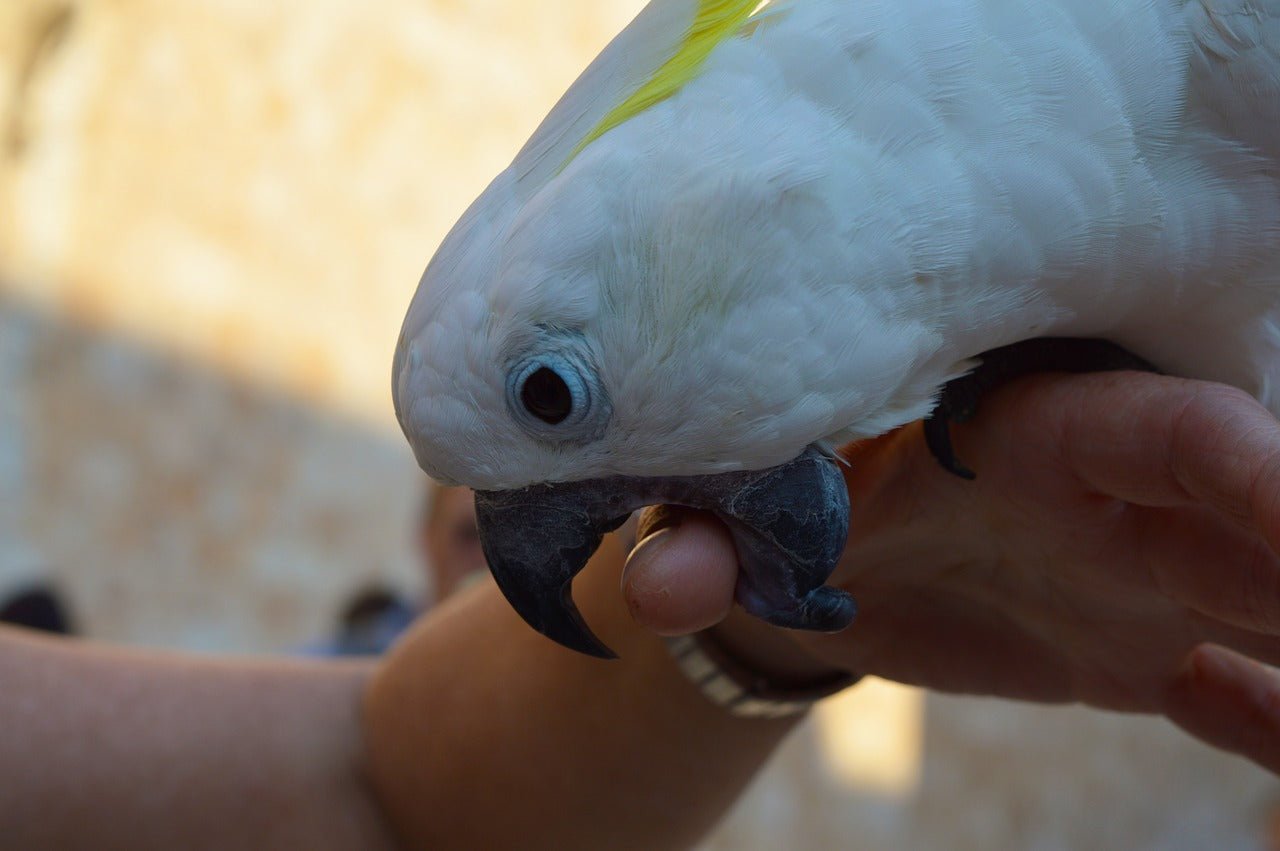 Why Does My Parrot Bite Me (And How To Avoid It)? - Parrot Junkie