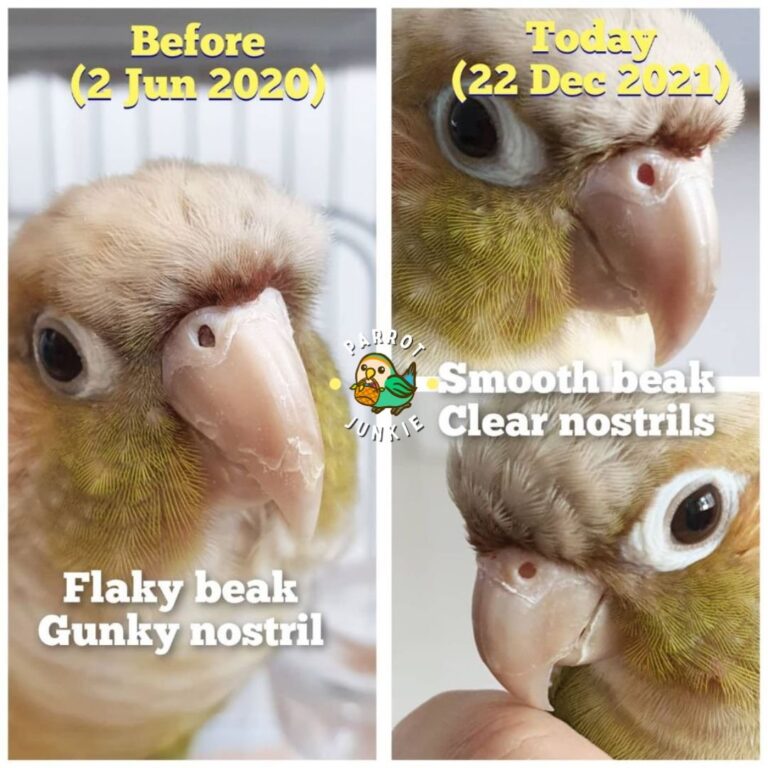 Parrot Beak Health Conditions - Overgrown, Scissor Beak, and more ...