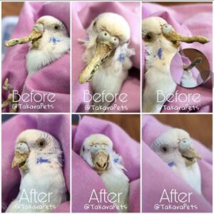 Parrot Beak Health Conditions - Overgrown, Scissor Beak, and more ...