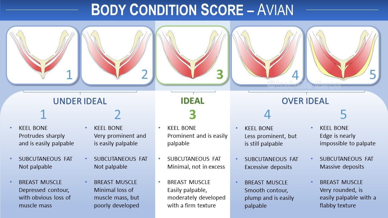 Parrot Weight - A Comprehensive Guide (With 90+ Parrots' Weight Ranges ...