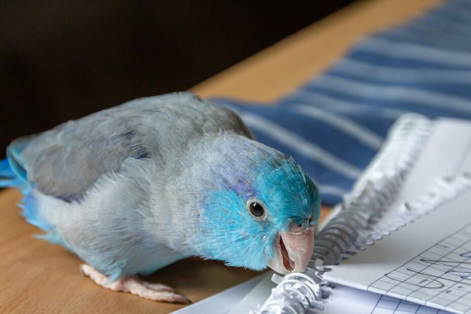 Pacific Parrotlets – An Overview of Characteristics and Care - Parrot ...