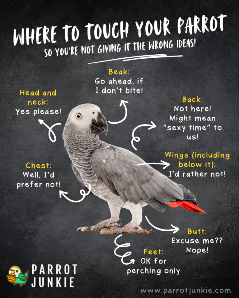 When Your Parrot Doesn't Let You Pet Him: Understanding and Training ...